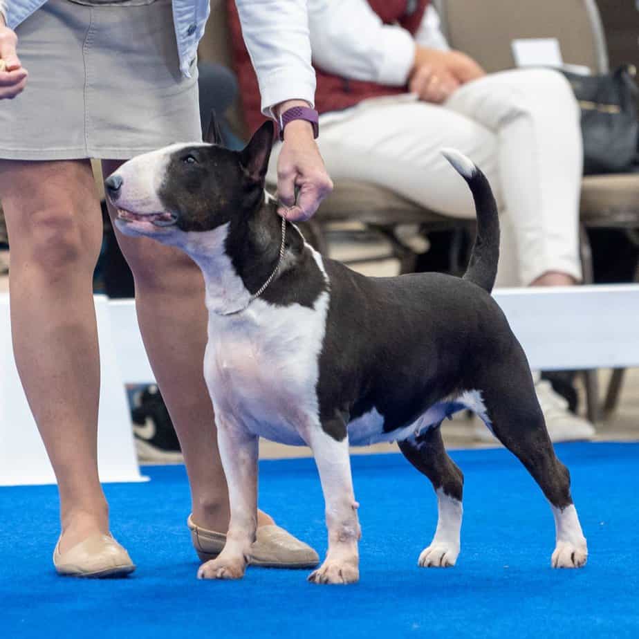 BTCA Silverwood 2022 – Nuance Bull Terriers
